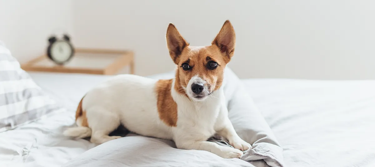 Exploring Dog Trainers Katy: A Guide for Pet Owners - Dog Training Katy